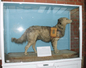 Ask Ambrose – Troublesome pets » Random Goofiness